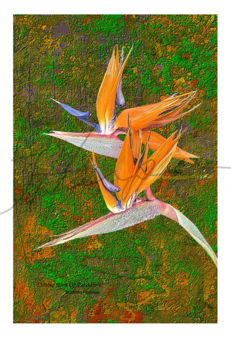 Abstract Floral Art - Modern Floral Wall Art for Every Space